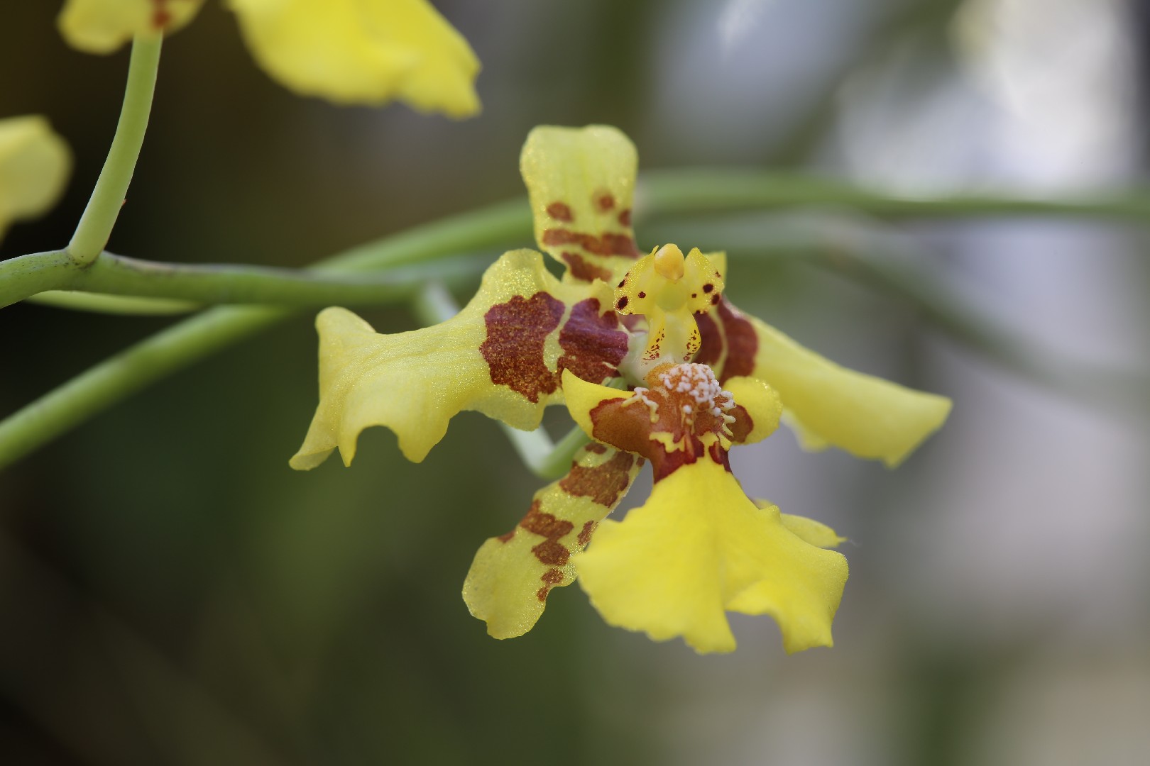Trichocentrum cebolleta 花言葉，毒性，よくある質問 - PictureThis