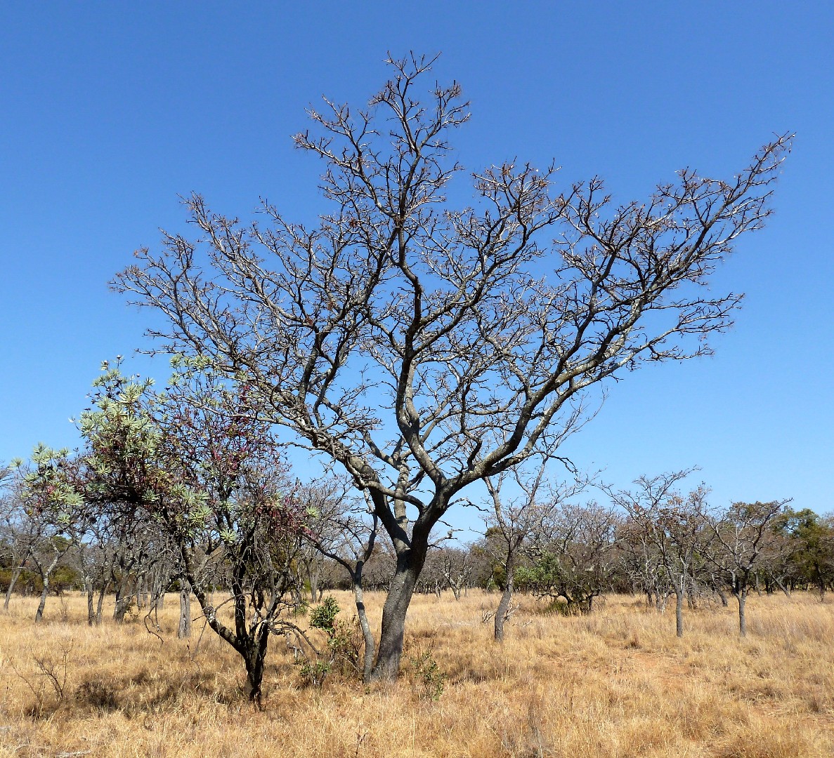 Burkea africana - PictureThis