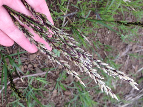 California melicgrass (Melica californica) Flower, Leaf, Care, Uses ...