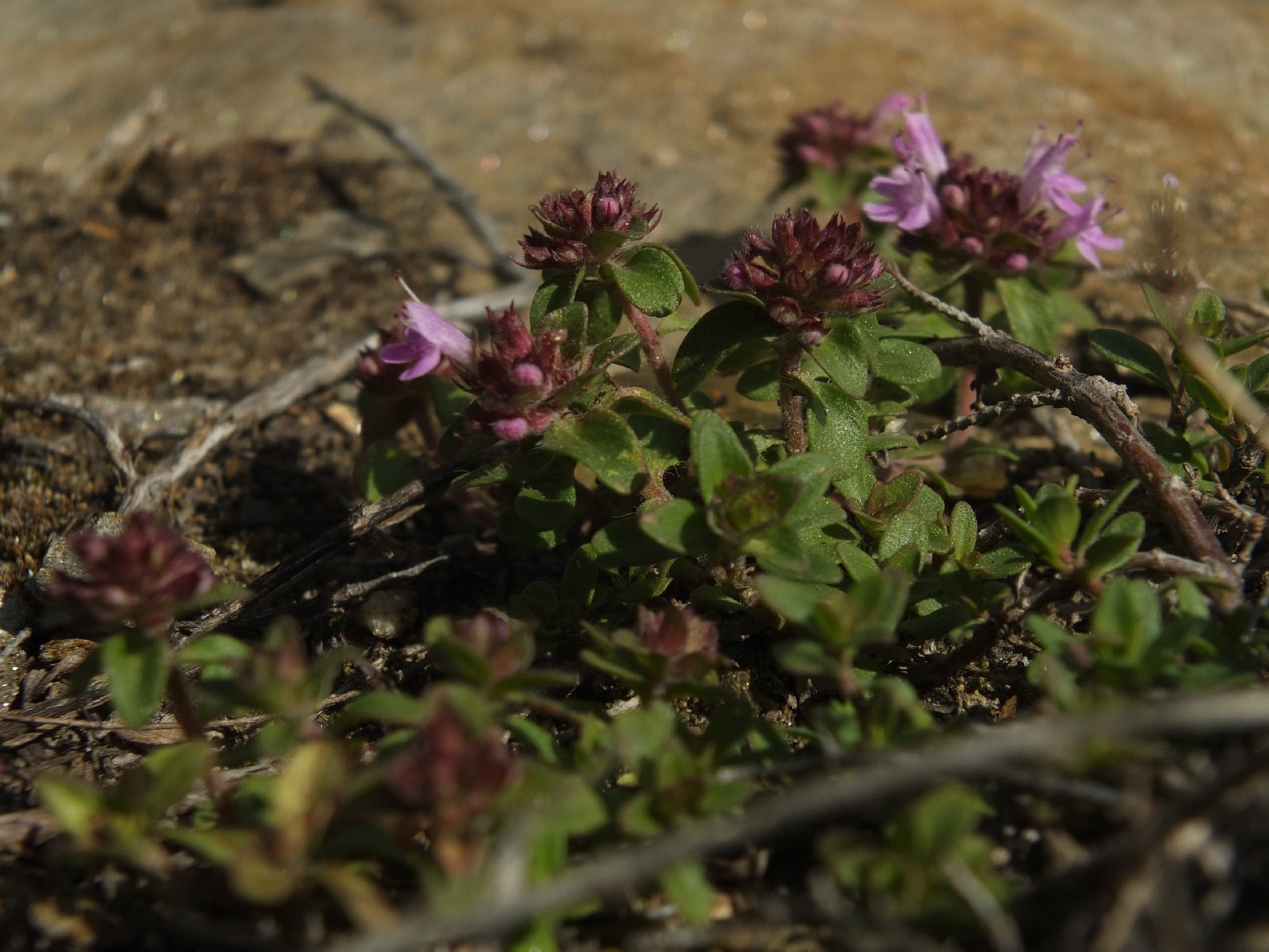 Thymus linearis - PictureThis