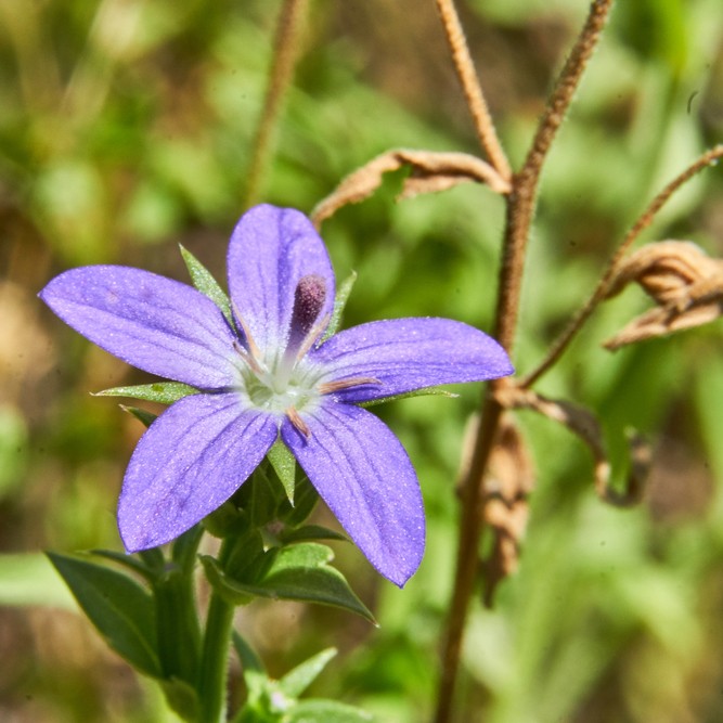 Venus' Looking-Glass (Triodanis) Flower, Leaf, Care, Uses - PictureThis