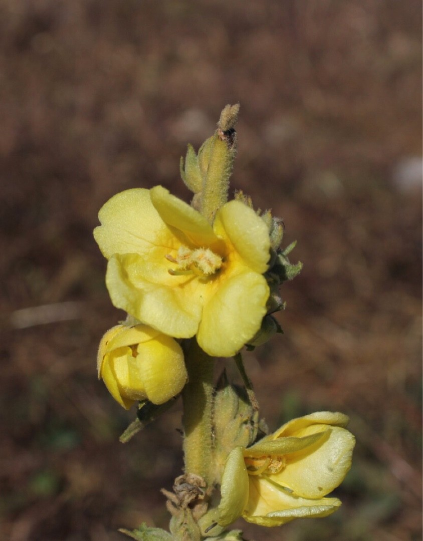How often should I water my Orange mullein? - PictureThis