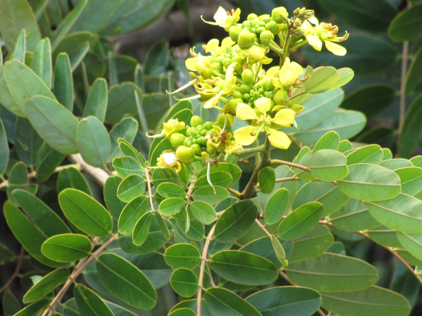 Siamese cassia (Senna siamea) Flower, Leaf, Care, Uses - PictureThis