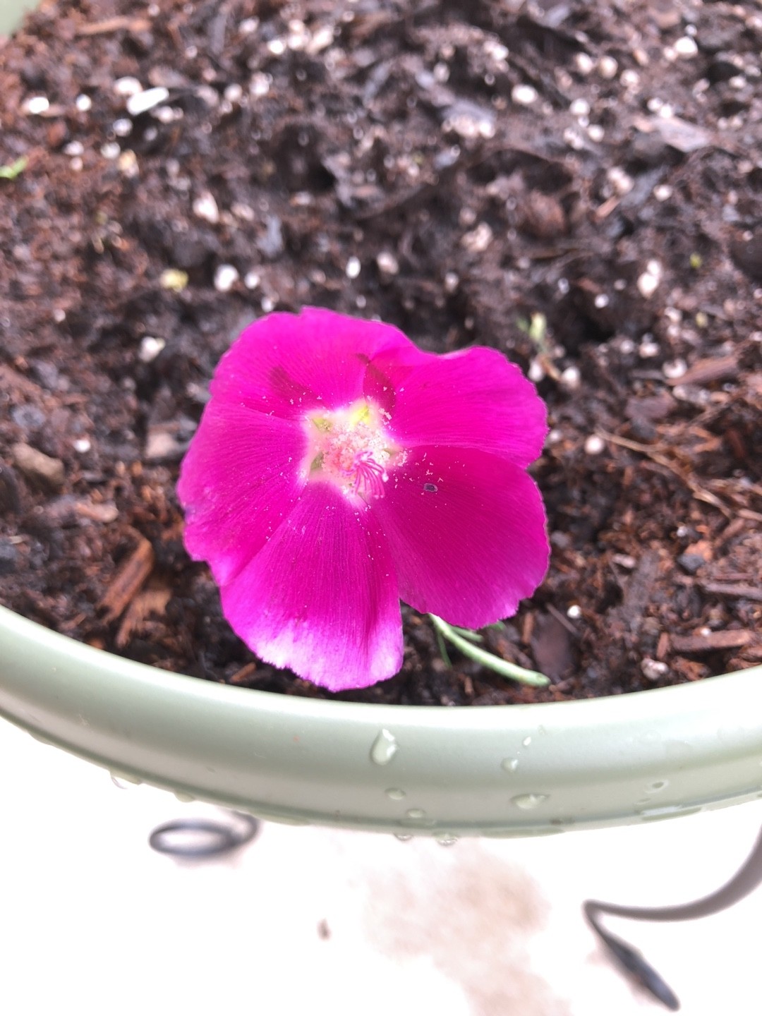 Poppy mallows Care (Watering, Fertilize, Pruning, Propagation ...