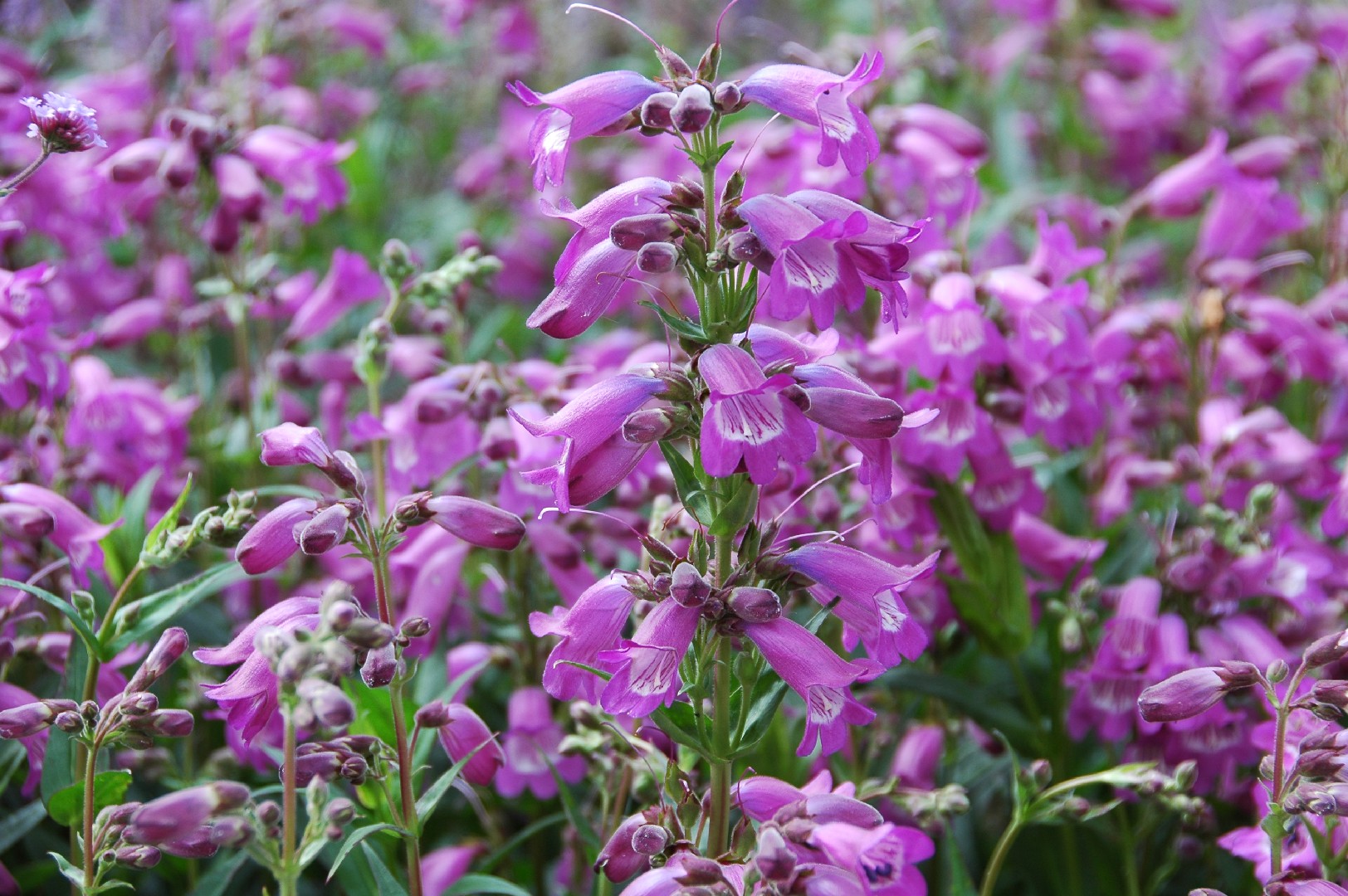 Penstemon 'Sour Grapes' - PictureThis
