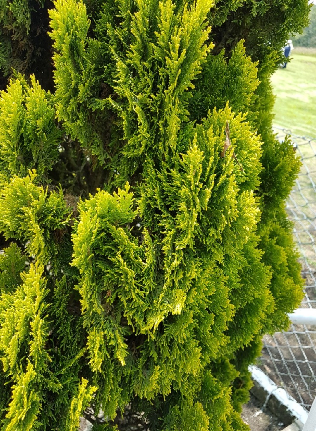 Port orford cedar 'Aurea Densa' (Chamaecyparis lawsoniana 'Aurea Densa ...