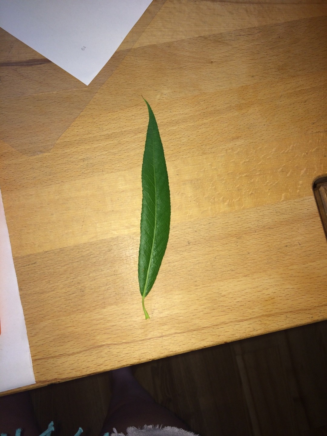 How to Plant and Grow Five-horned spindleberry(Euonymus cornutus)