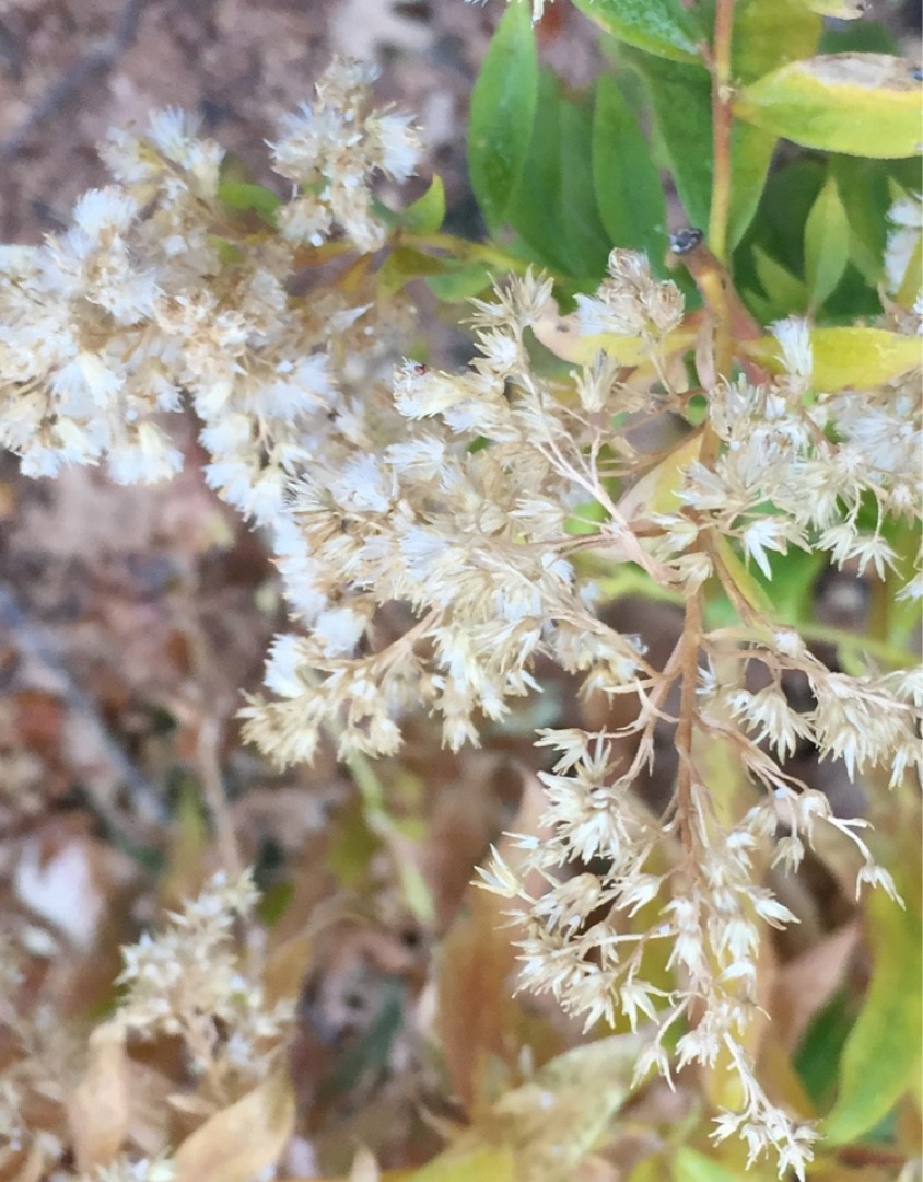Wood-rush (Luzula) Flower, Leaf, Care, Uses - PictureThis
