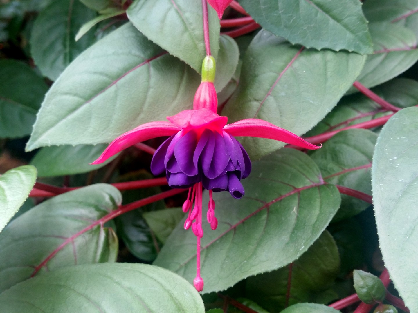 Fuchsien (Fuchsia) - PictureThis