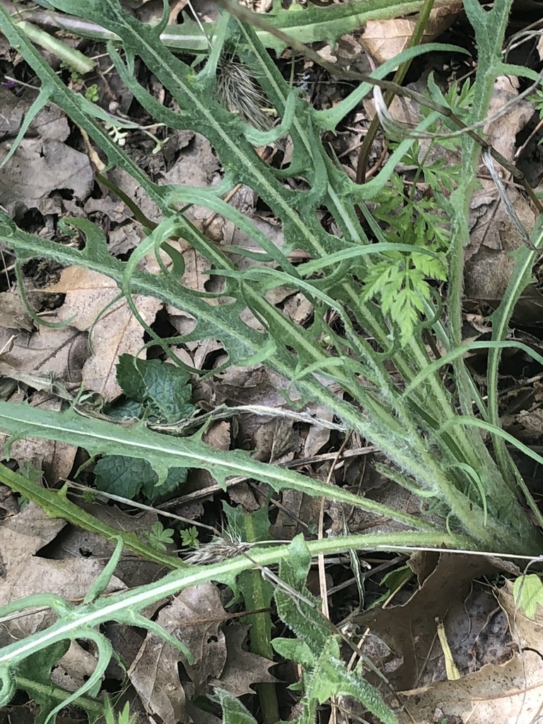 Agoseris retrorsa - PictureThis