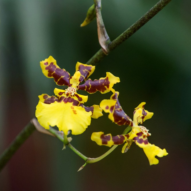Dancing-lady orchids (Oncidium) Flower, Leaf, Care, Uses - PictureThis
