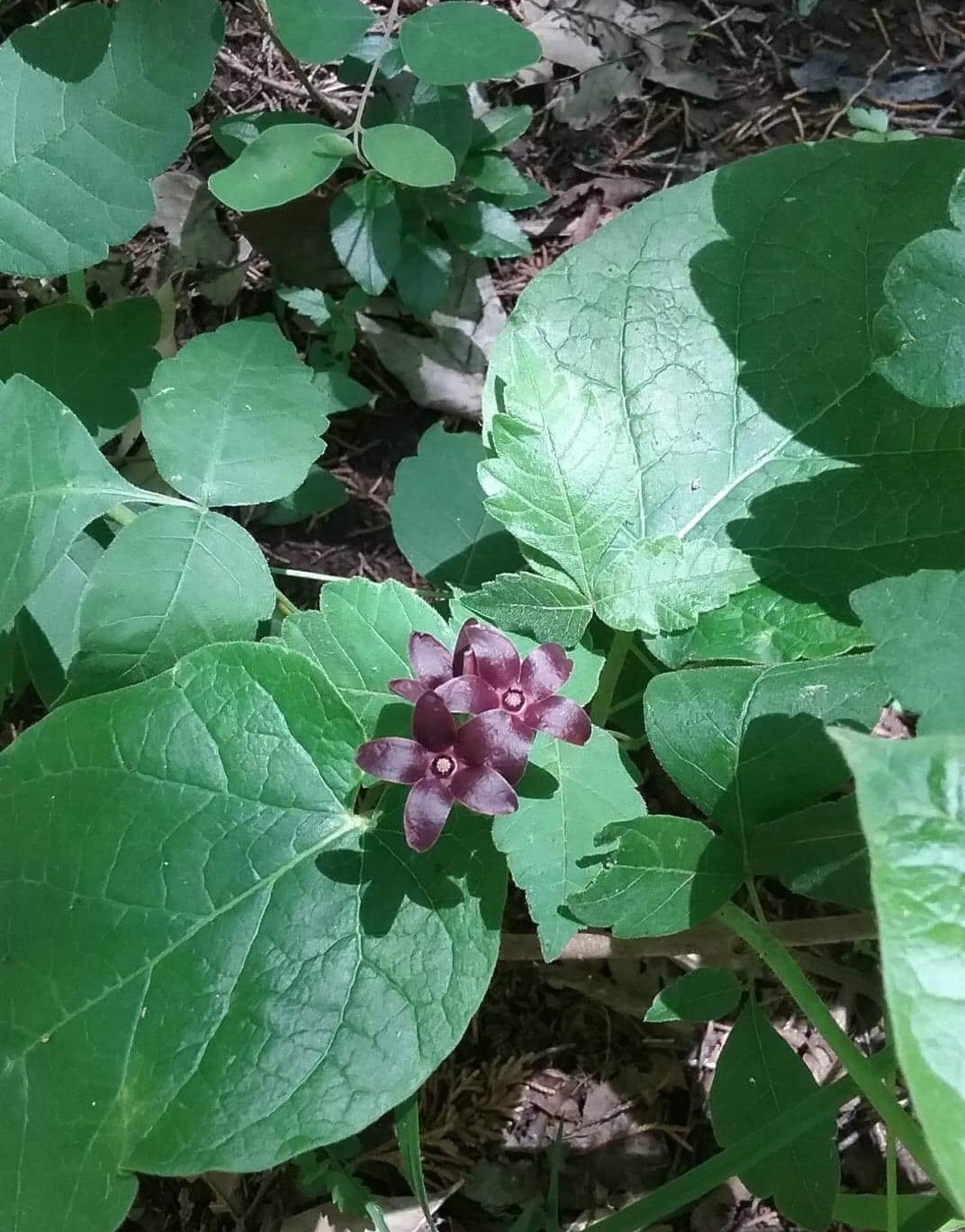 Matelea carolinensis - PictureThis