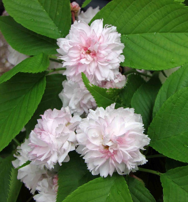 Prunus - PictureThis