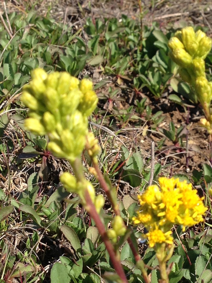 Solidago spathulata - PictureThis