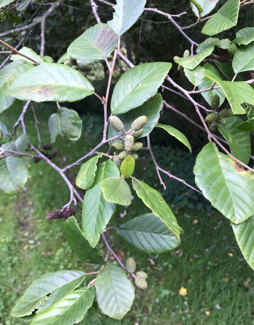 Alnus serrulata - PictureThis