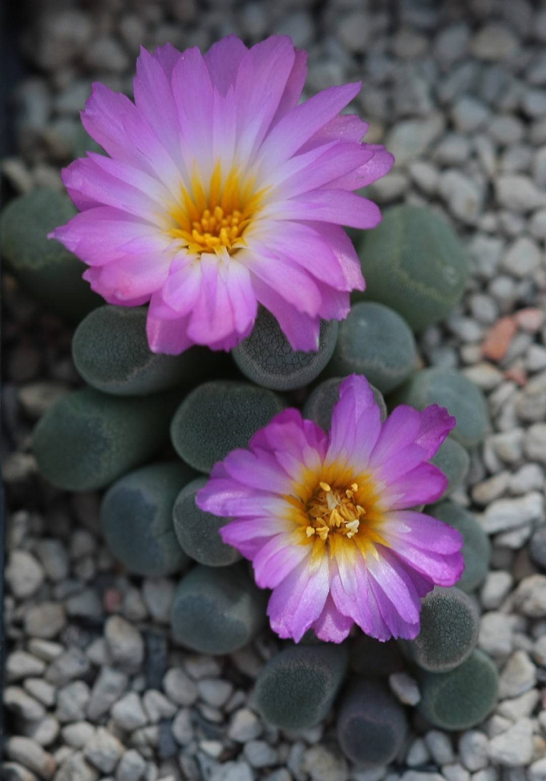 Frithia pulchra - PictureThis