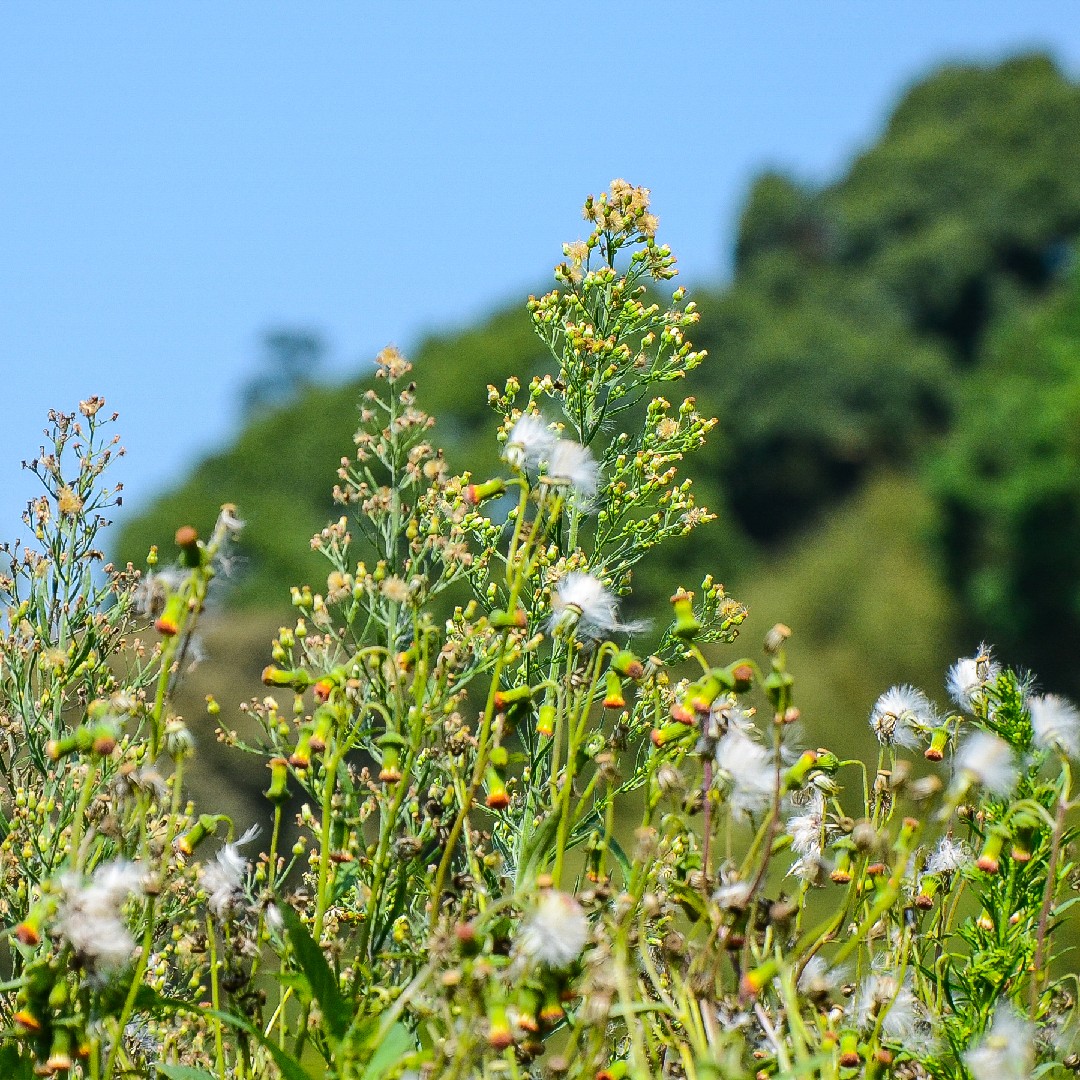 Where To Place Redflower ragleaf In Feng Shui? (Characteristics ...