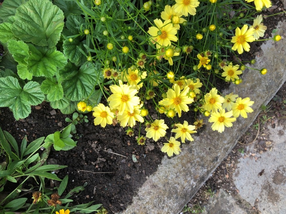 Calliopsis Care (Watering, Fertilize, Pruning, Propagation) - PictureThis