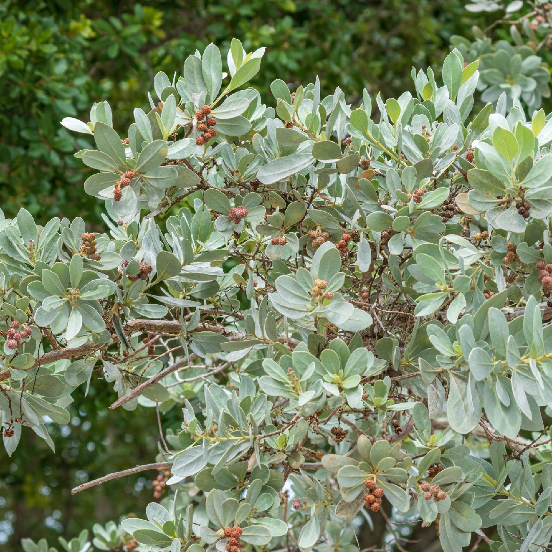 How much water does my Buttonwood need? - PictureThis