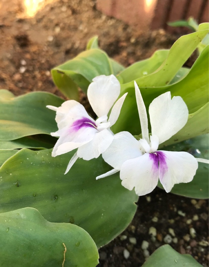 Peacock gingers Care (Watering, Fertilize, Pruning, Propagation ...