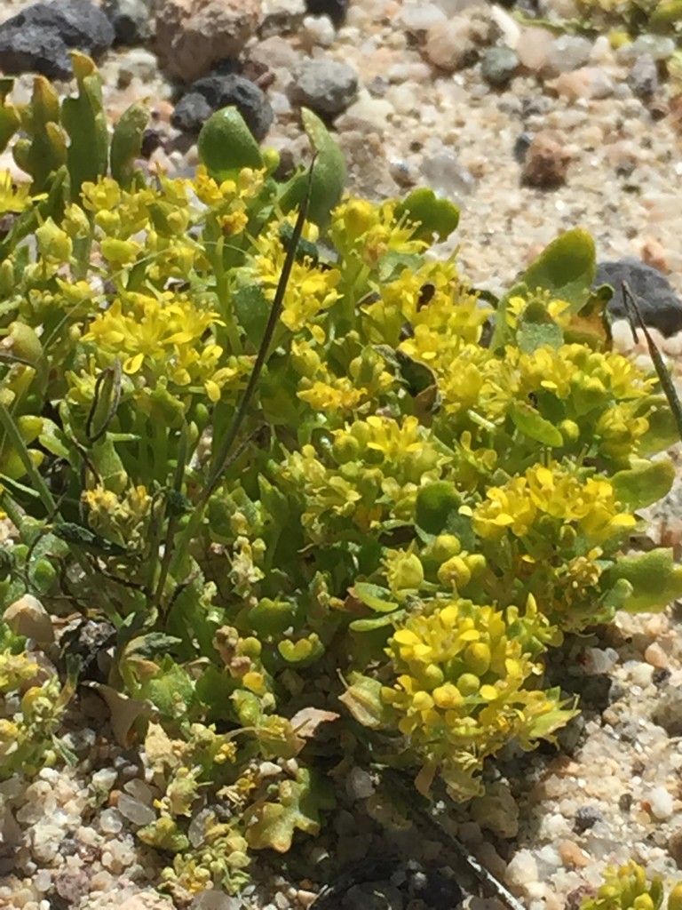 Lepidium flavum - PictureThis