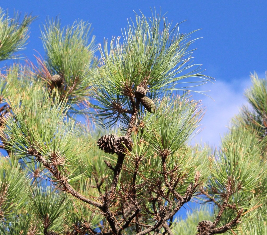 Ocote cerdón (Pinus montezumae) - PictureThis