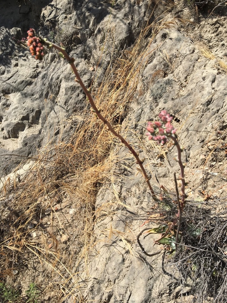 Dudleya palmeri - PictureThis