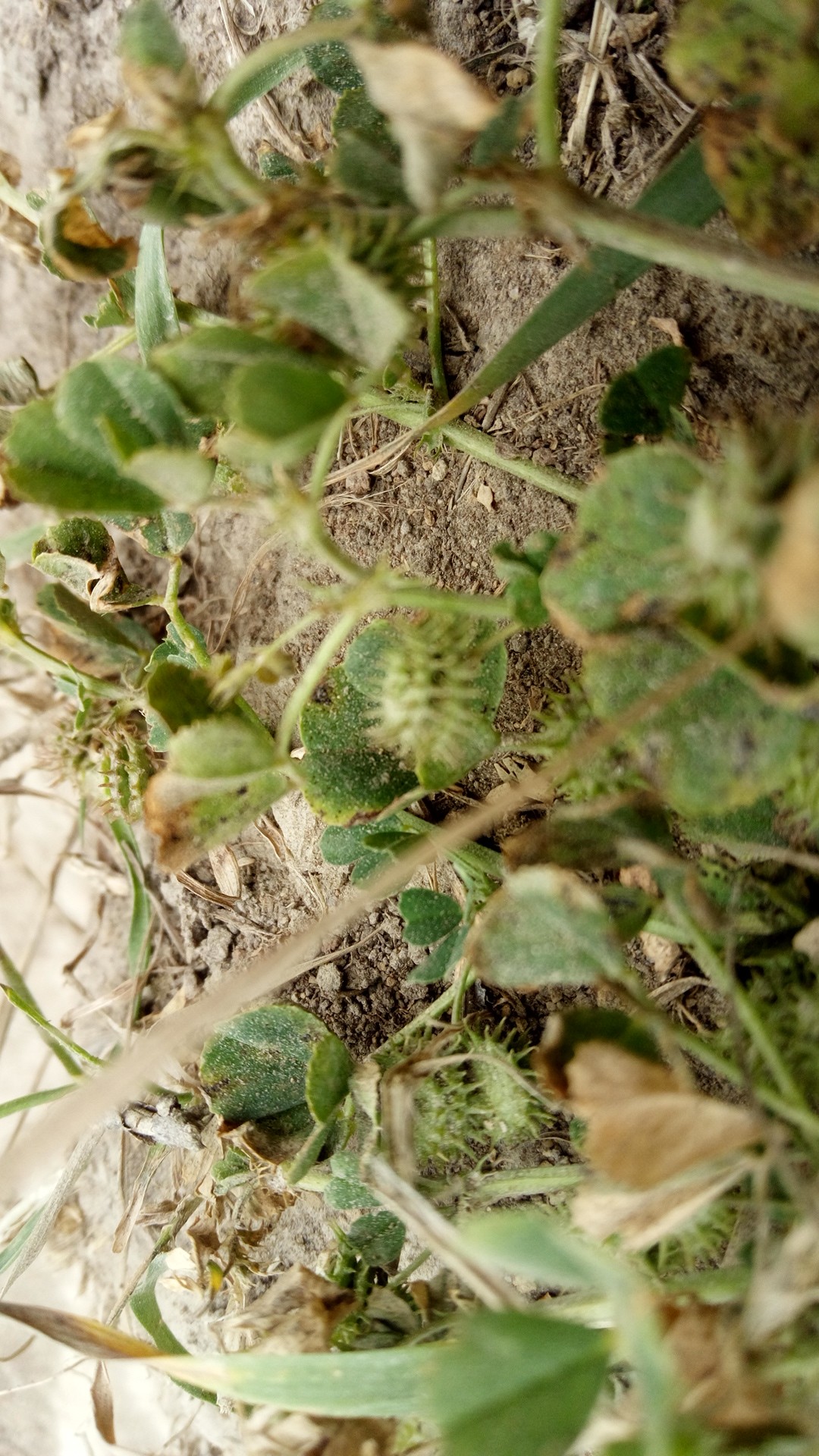 Die 20 häufigsten Pflanzen in Algerien, Bejaia, Tichi - PictureThis