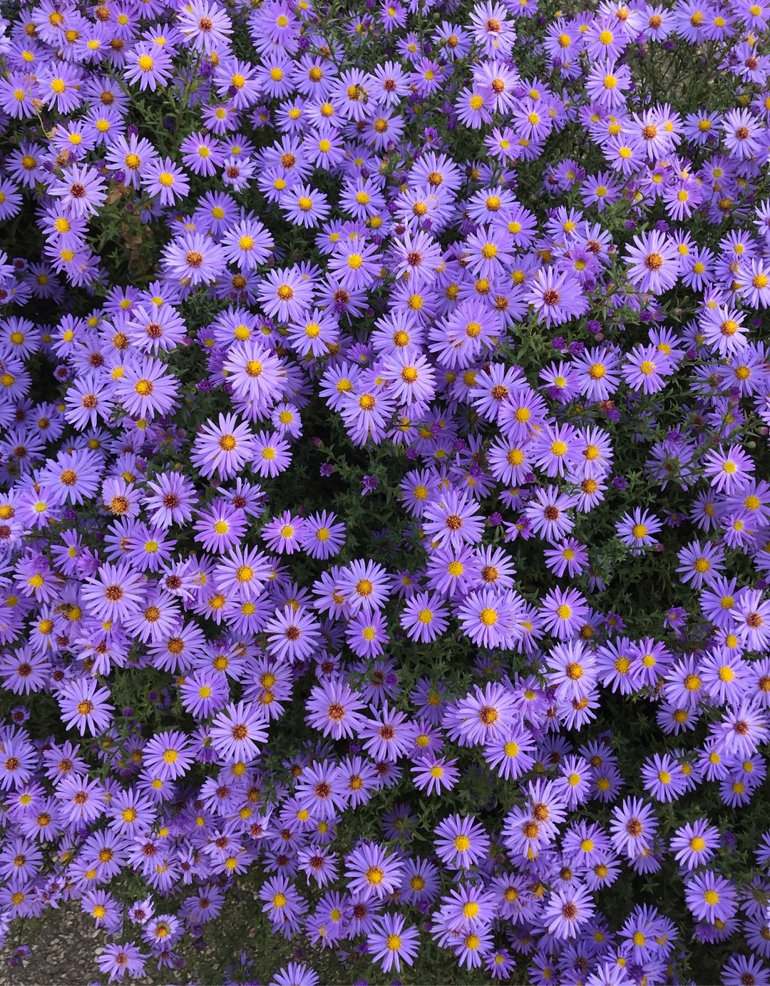 참취속 (Aster) - PictureThis