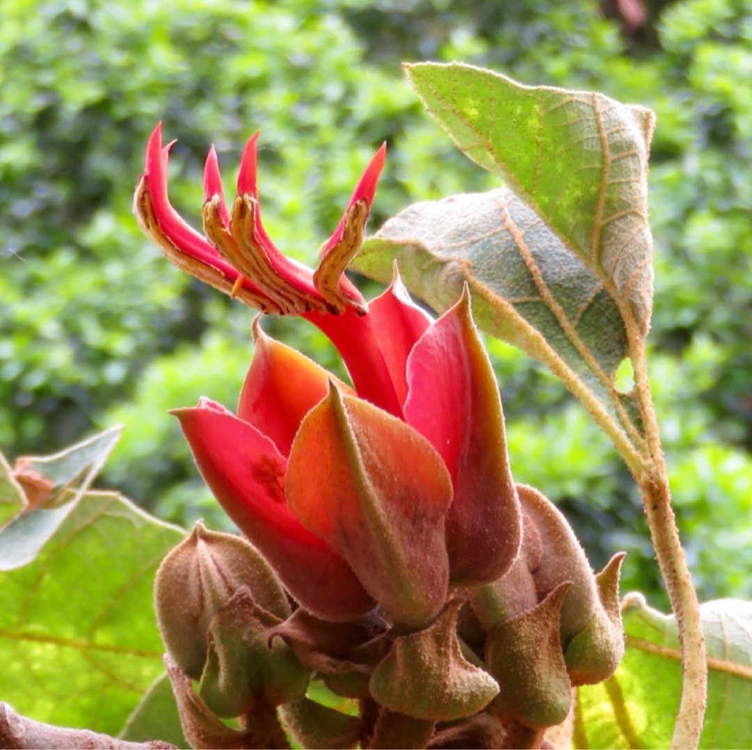 Árbol de manitas (Chiranthodendron pentadactylon) - PictureThis