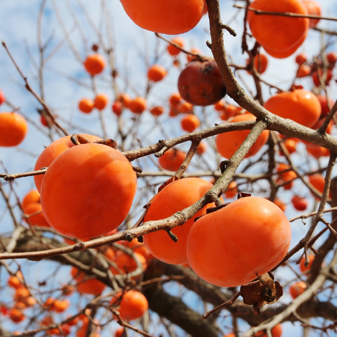 Diospyros - PictureThis