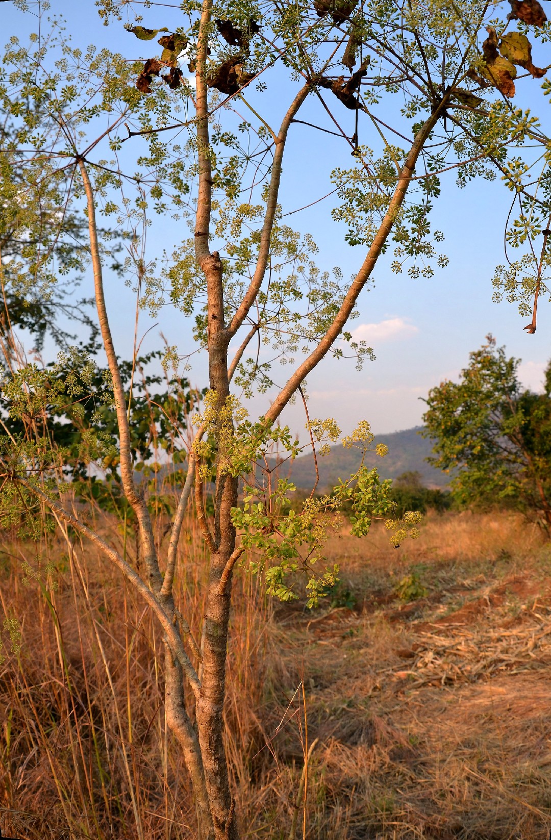 Carrot-tree (Steganotaenia araliacea) Flower, Leaf, Care, Uses ...