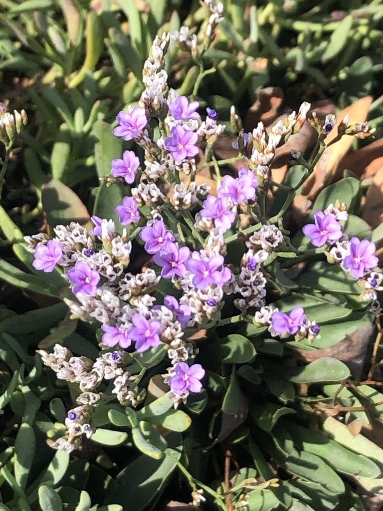 Limonium ramosissimum - PictureThis