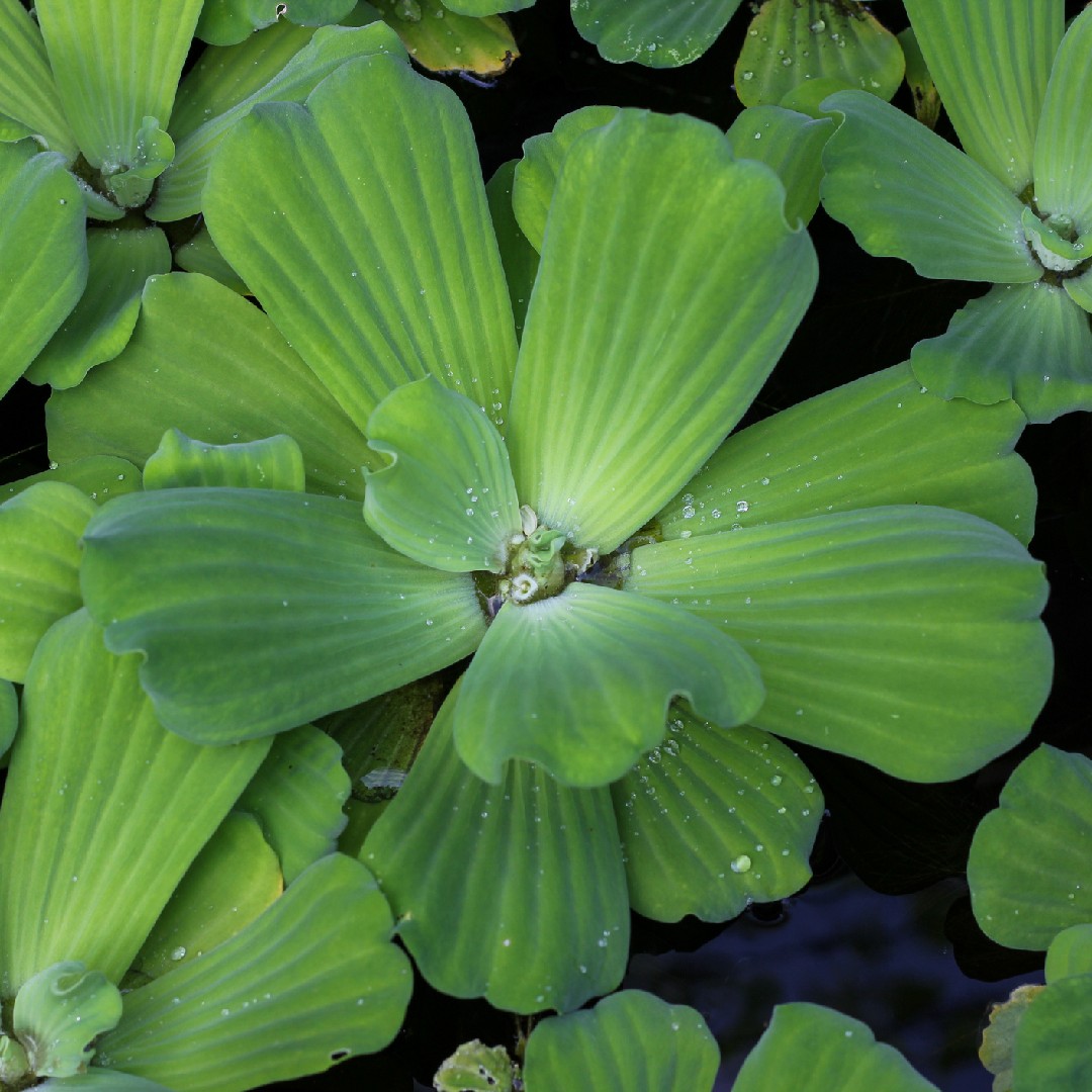 Pistia Flower, Leaf, Care, Uses - PictureThis