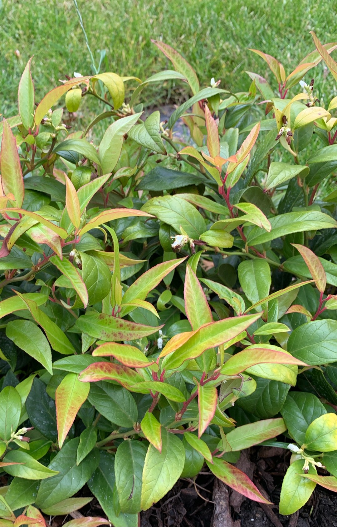 Leucothoe - PictureThis