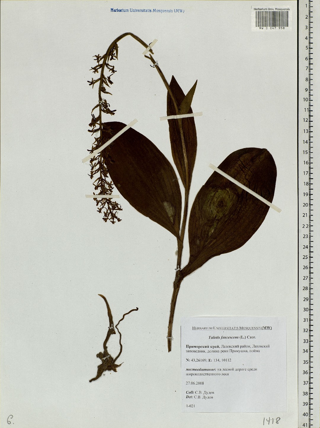 Platanthera fuscescens - PictureThis