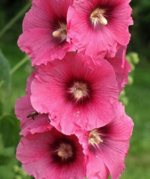 Alcea rosea 'Radiant Rose' - PictureThis