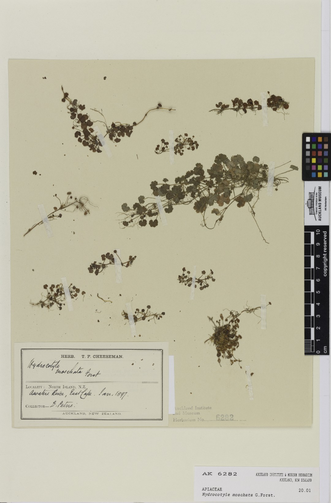 Hydrocotyle moschata - PictureThis
