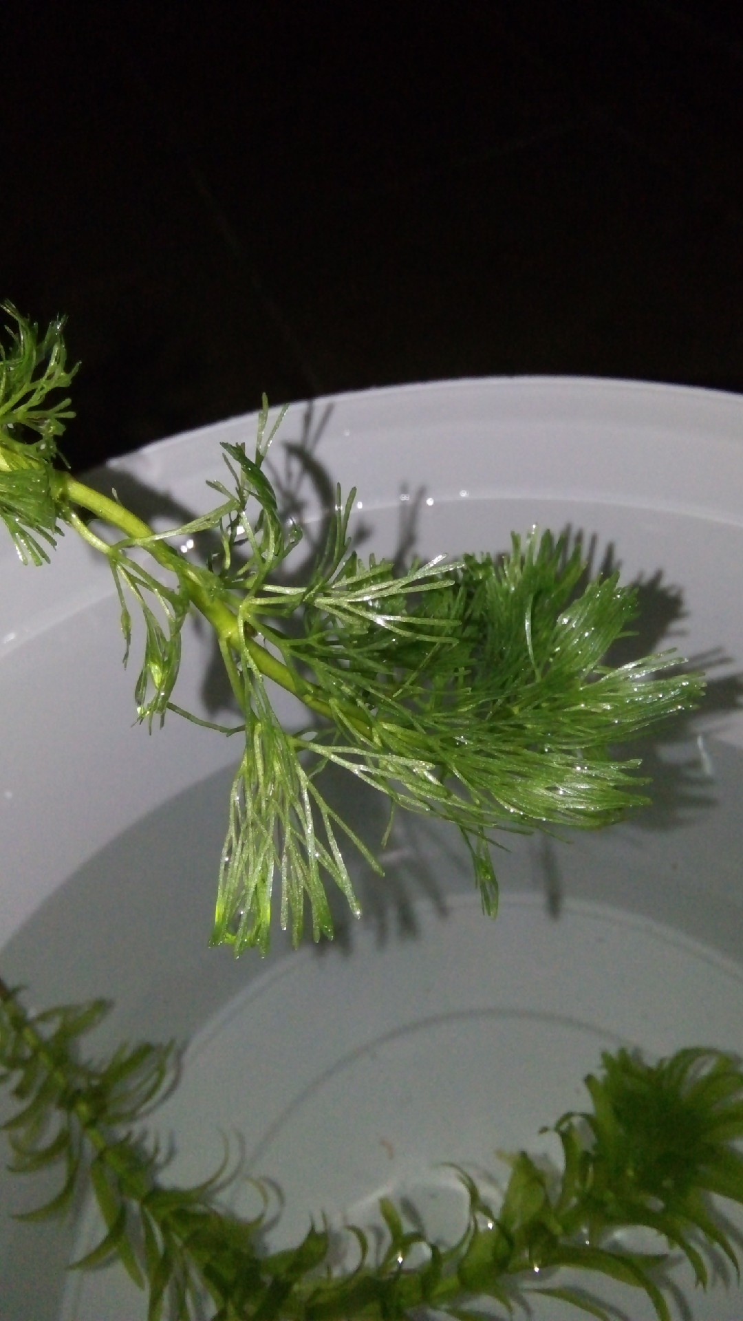 Coontails Care (Watering, Fertilize, Pruning, Propagation) - PictureThis