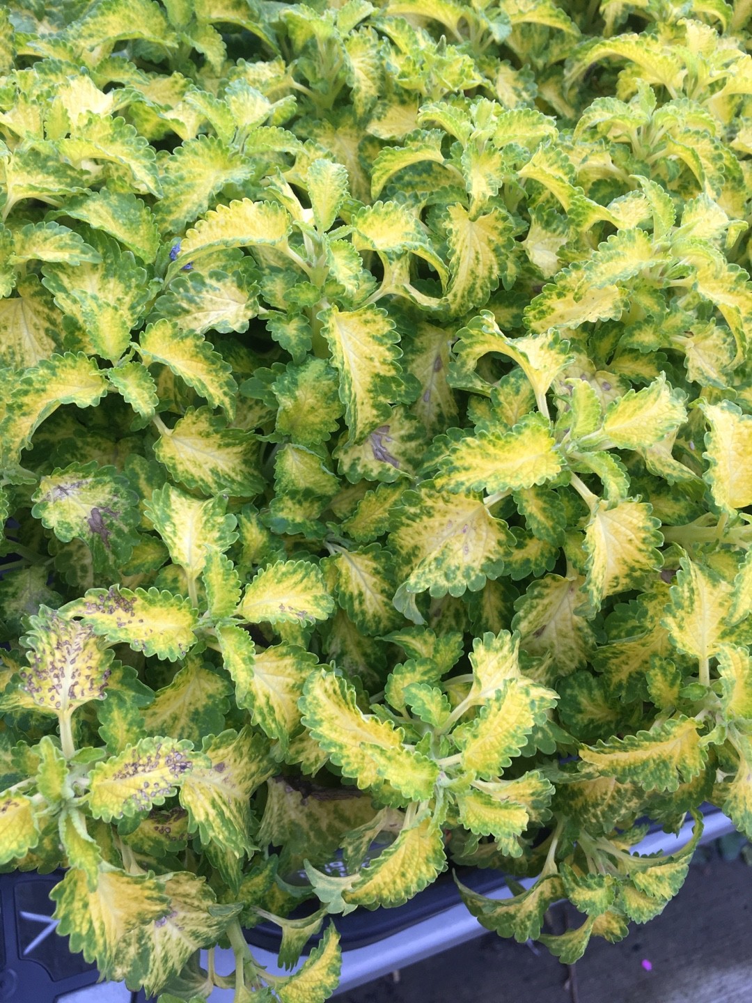 Cóleos (Coleus) - PictureThis