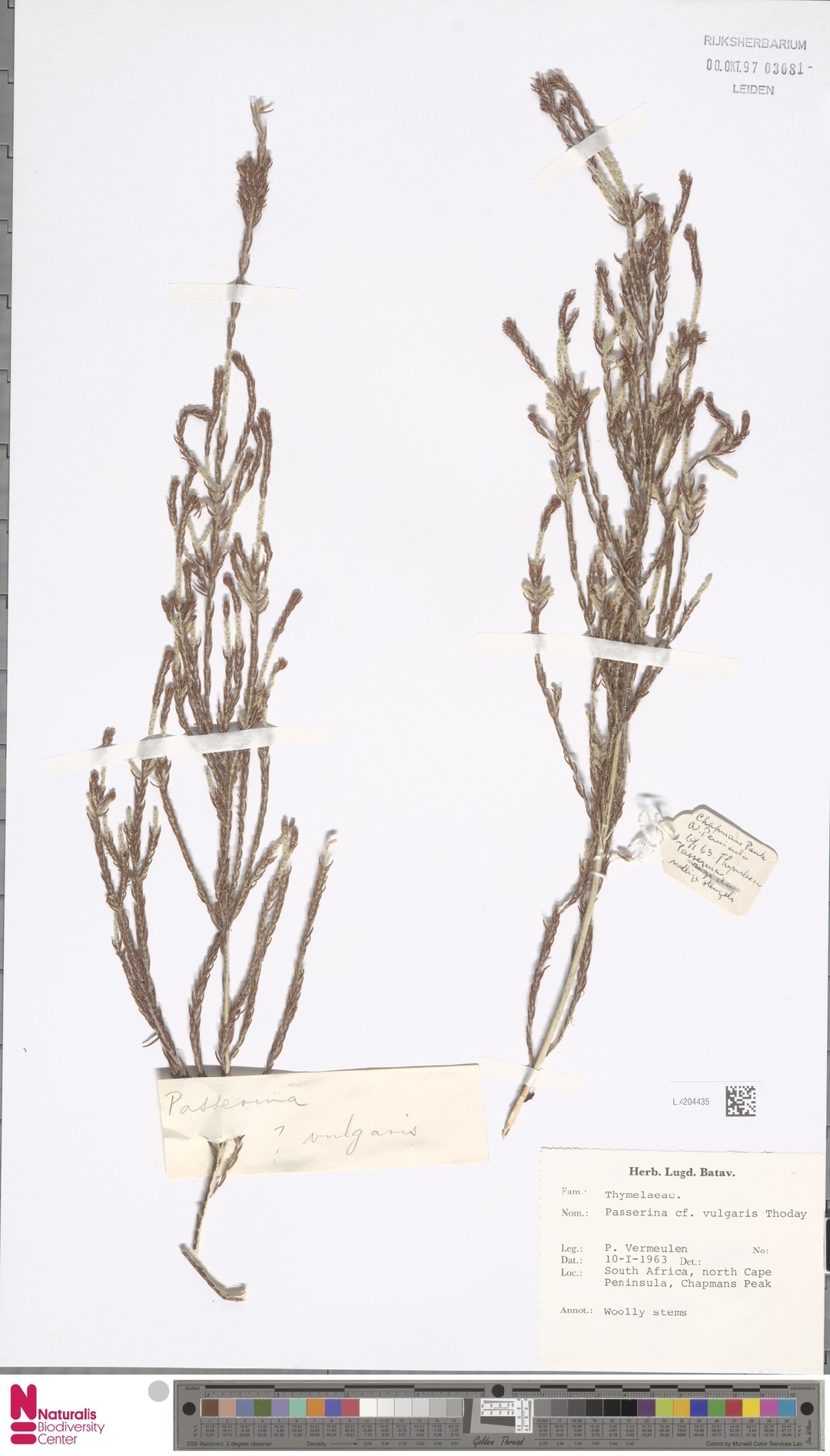 Passerina corymbosa - PictureThis