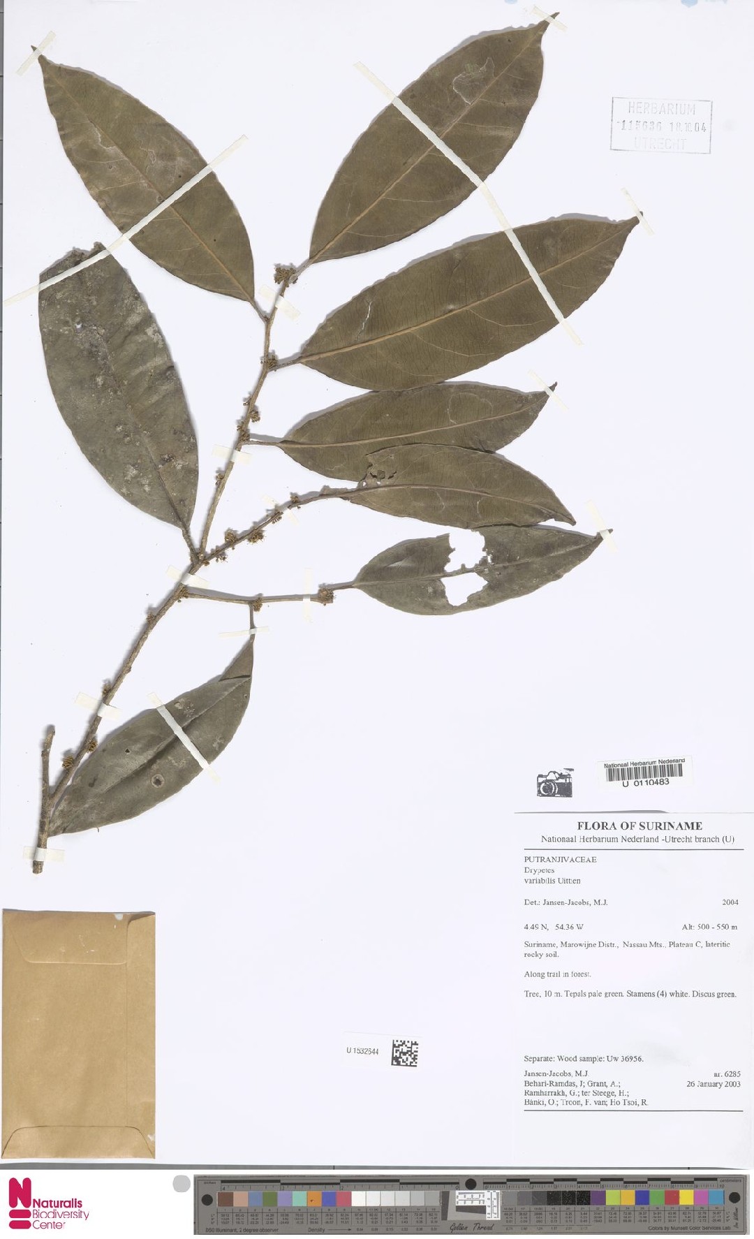 Drypetes variabilis 照顧，種植，繁殖，開花時間 - PictureThis