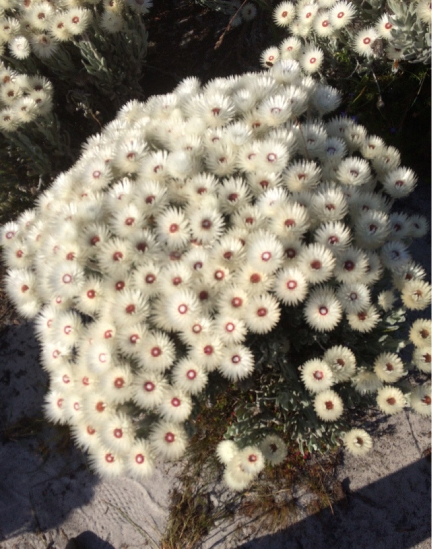 Everlasting (Syncarpha) Flower, Leaf, Care, Uses - PictureThis