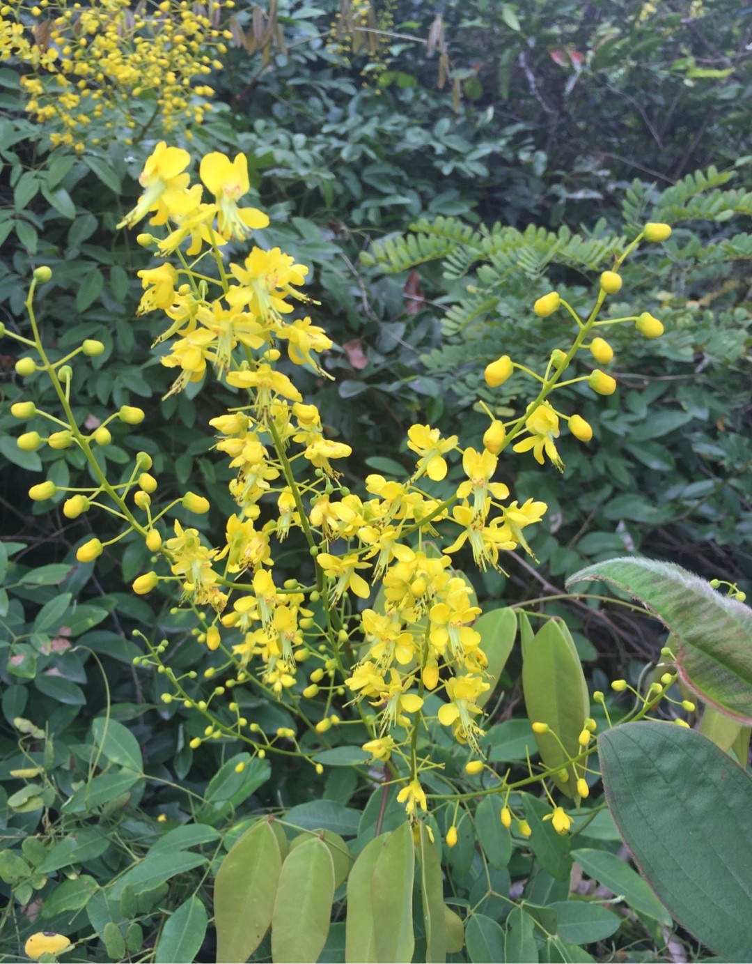 Caesalpinia Flower, Leaf, Care, Uses - PictureThis