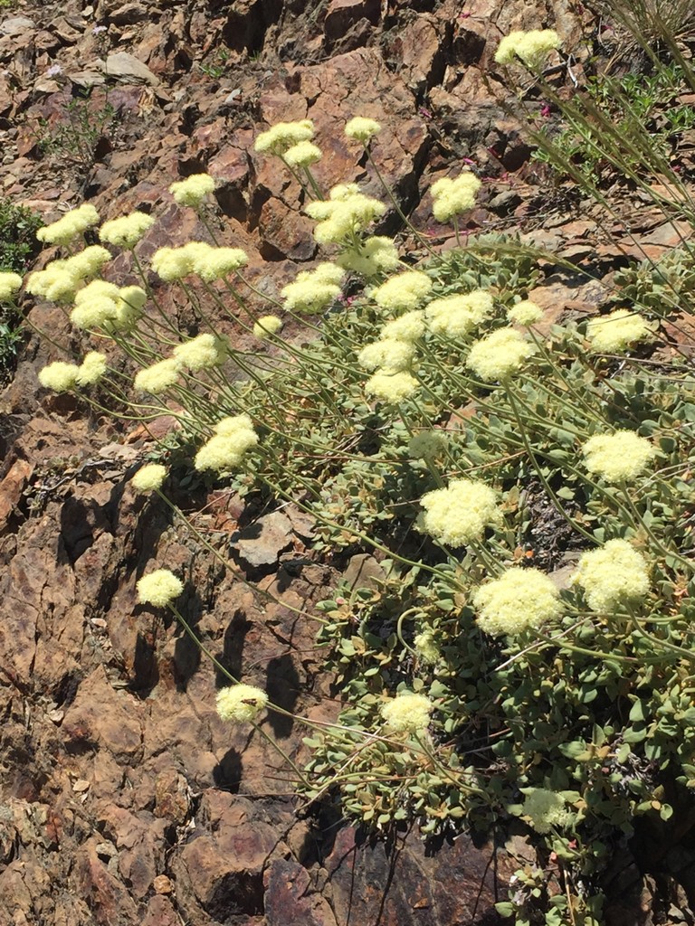 Eriogonum ursinum - PictureThis
