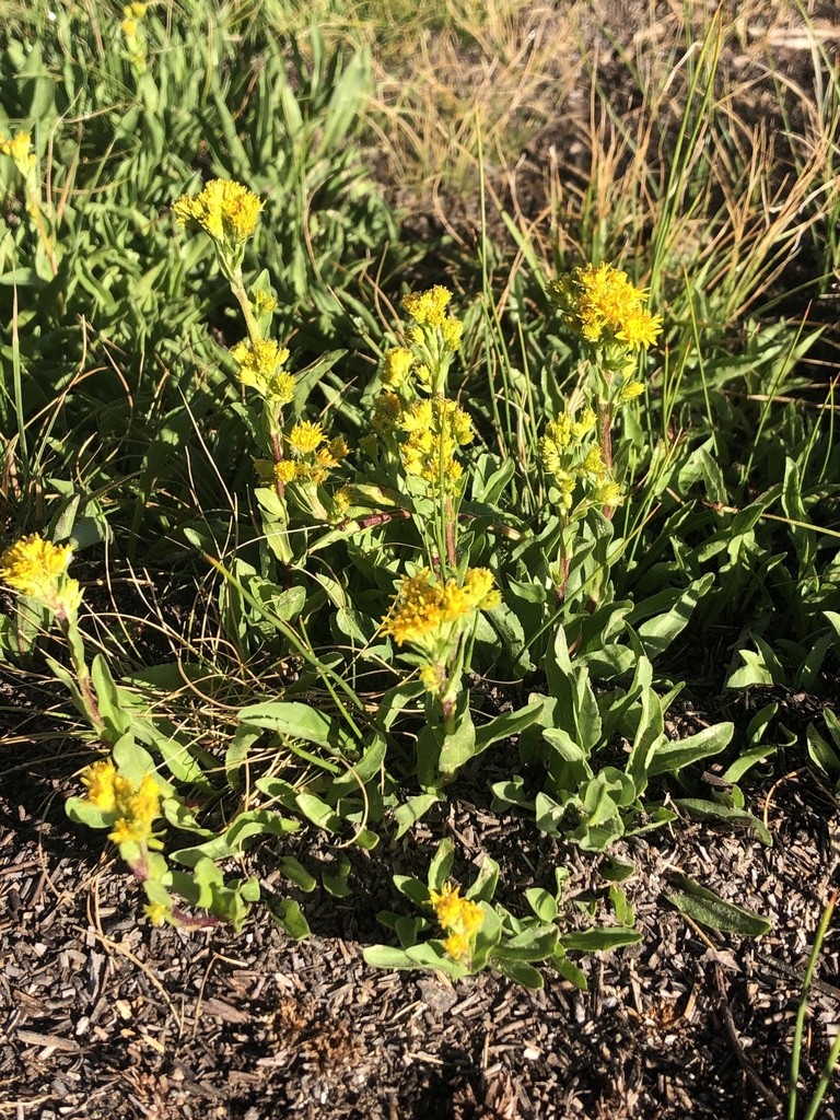 Solidago multiradiata - PictureThis