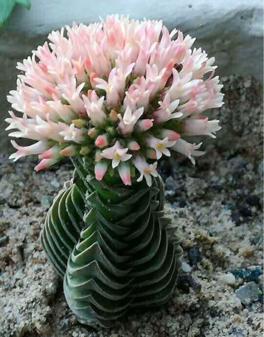 Crasulas (Crassula) - PictureThis