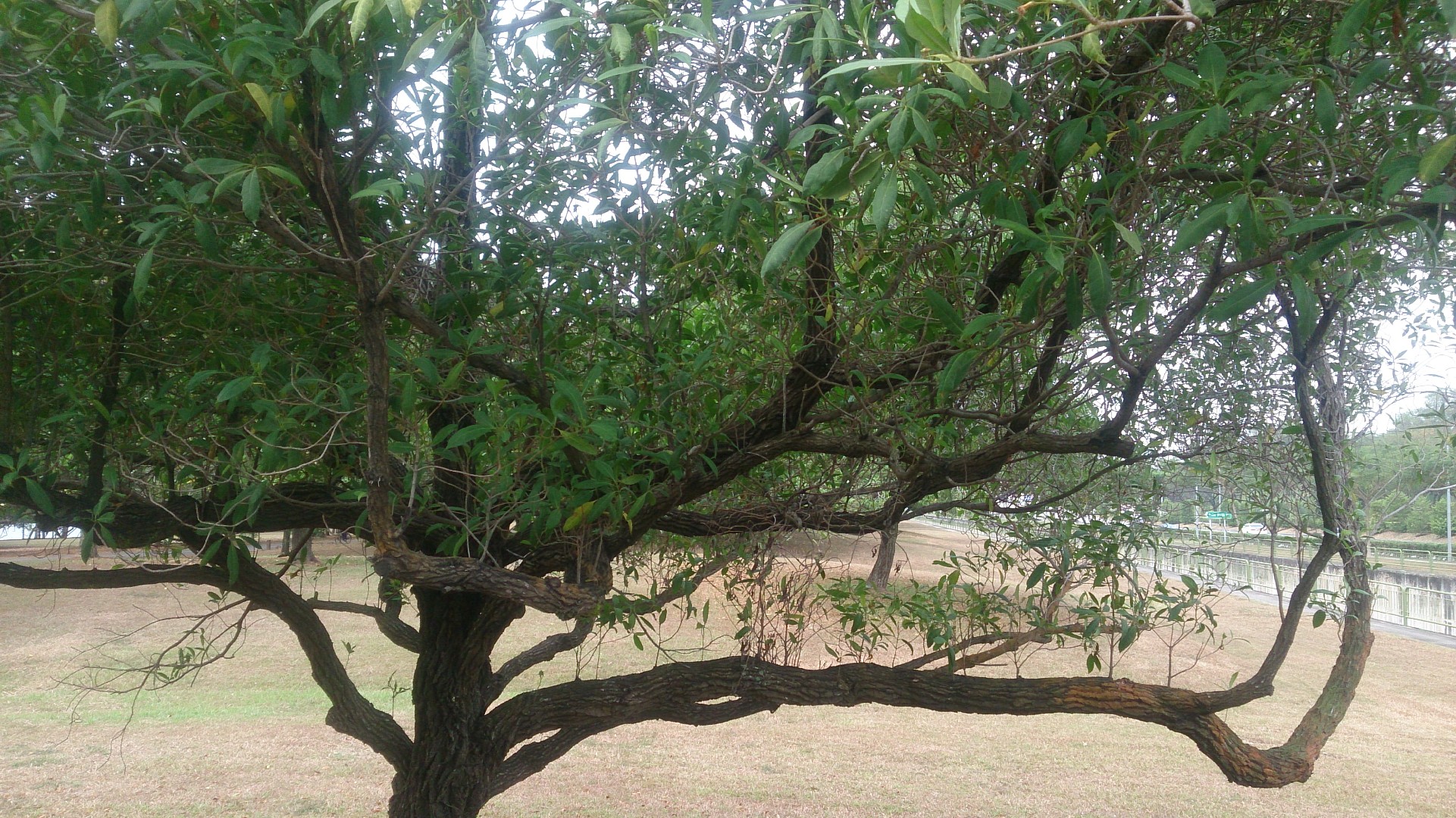 How to Plant and Grow Burma yellow heart(Cyrtophyllum fragrans)