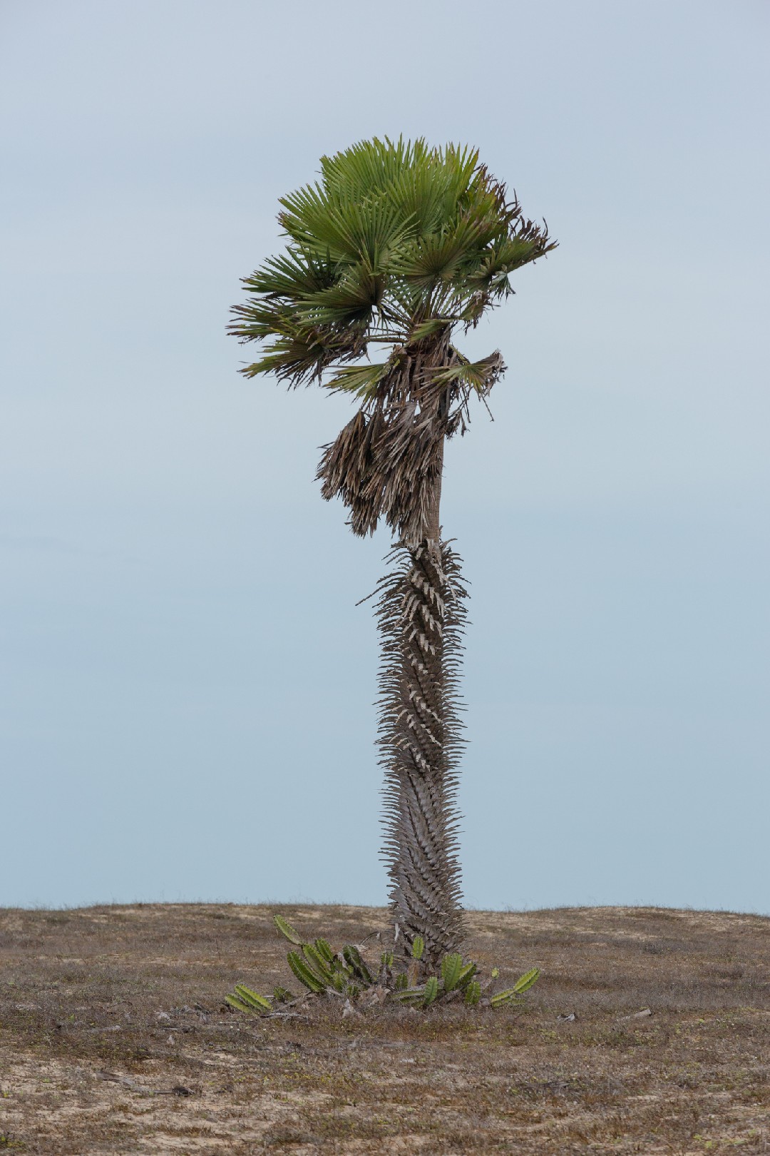 Brazilian wax palm (Copernicia prunifera) Flower, Leaf, Care, Uses ...