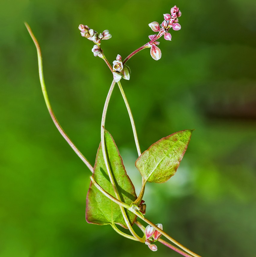 Fallopia Flower, Leaf, Care, Uses - PictureThis